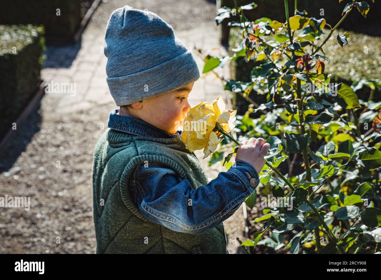 Attentive kid sniffing a blooming rose flower holding it careful, from ...