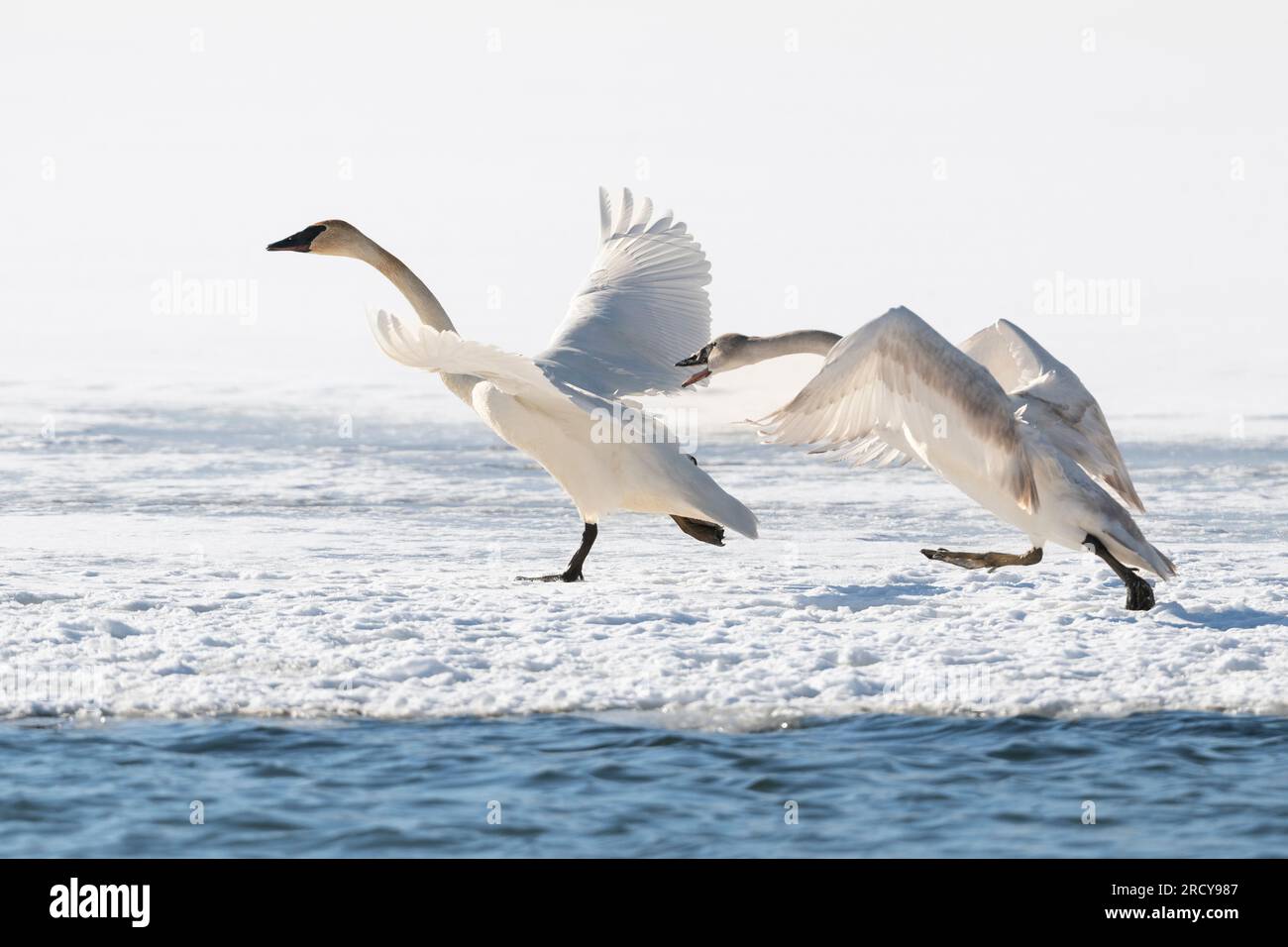 Trumpeter swans squabbling (Cygnus buiccinator). St. Croix River ...