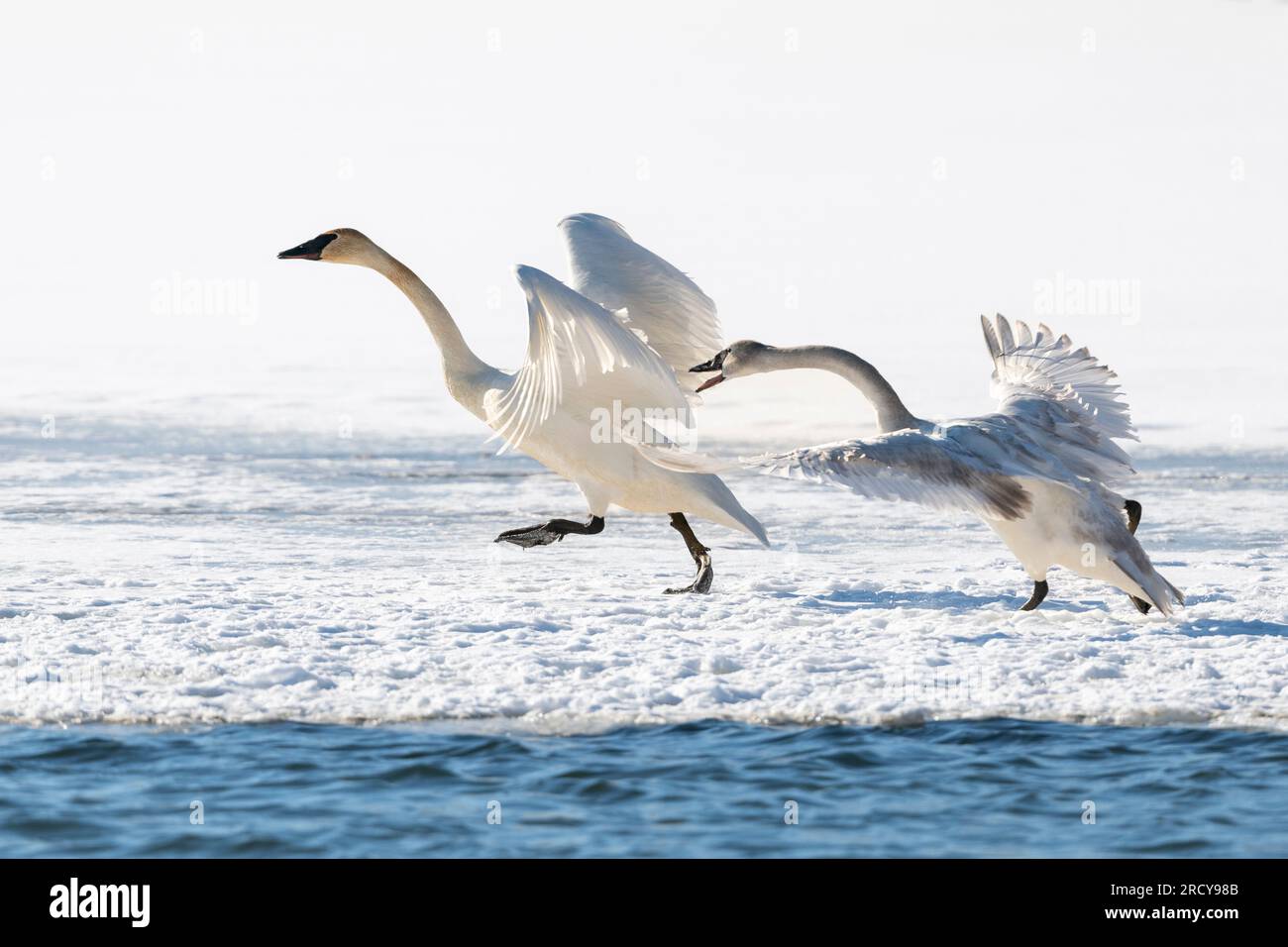 Trumpeter swans squabbling (Cygnus buiccinator). St. Croix River ...