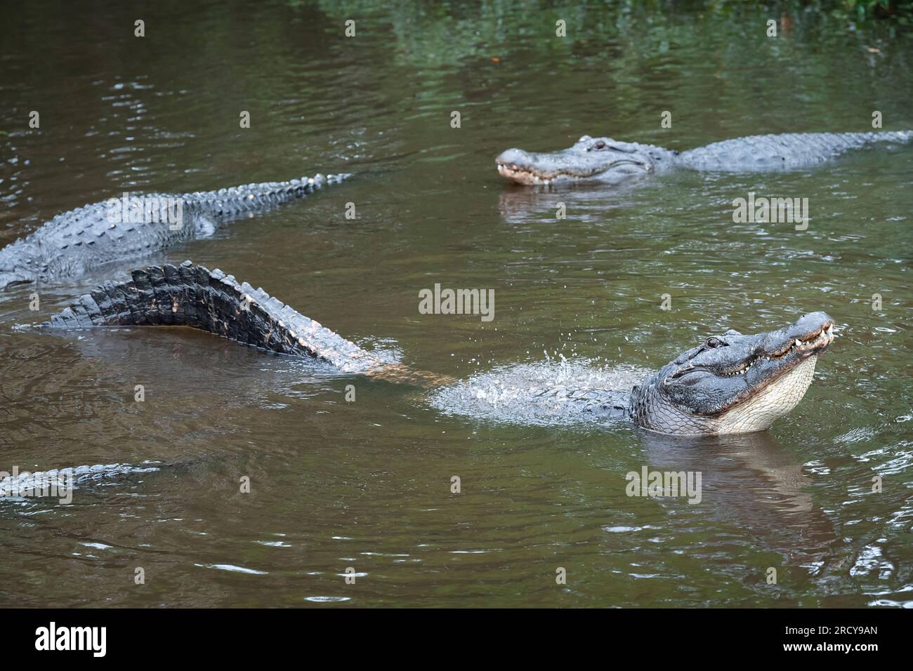American alligator (Alligator mississippiensis) displaying courtship ...