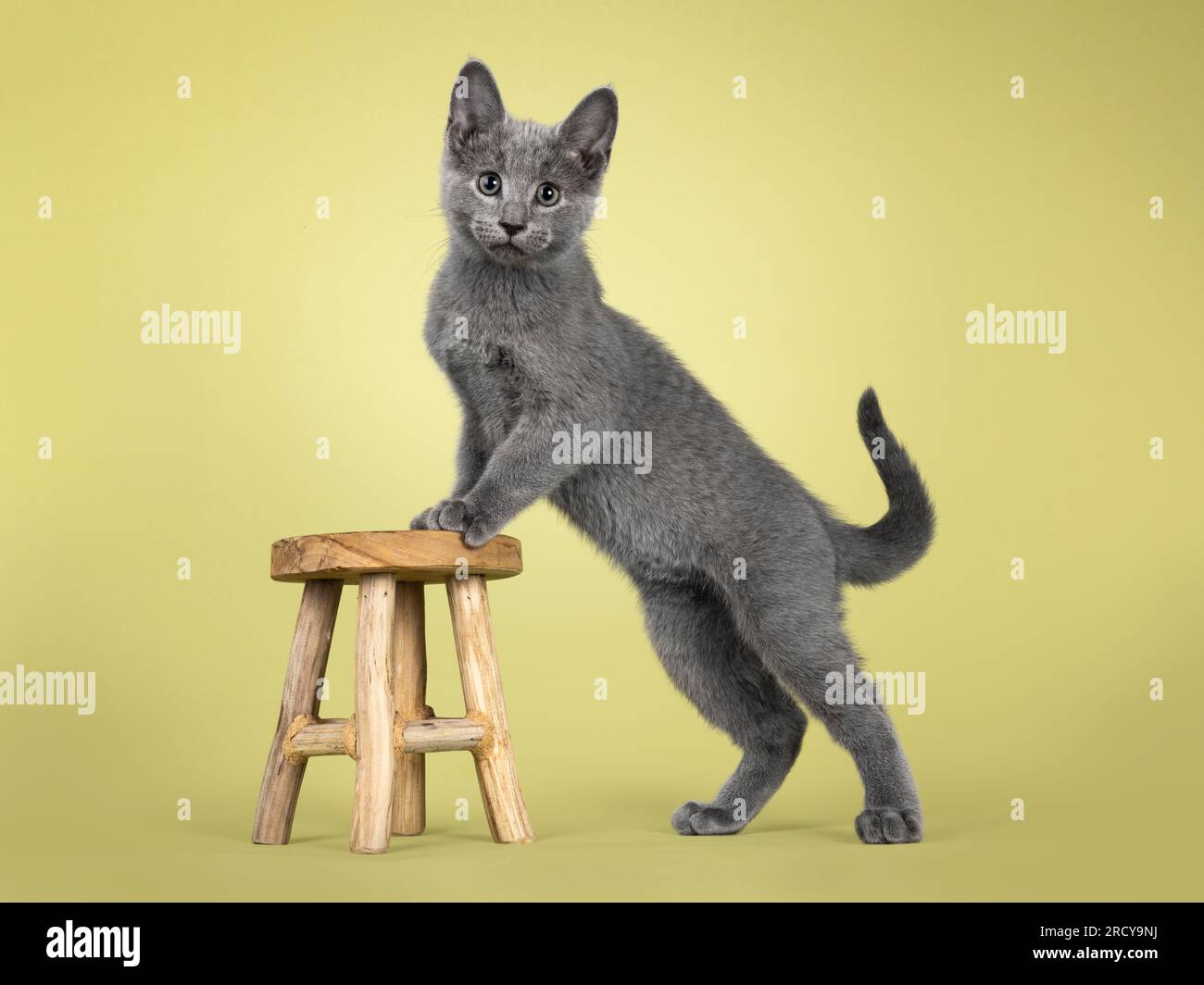Cute Russian Blue cat kitten, standing side ways with front paws on ...