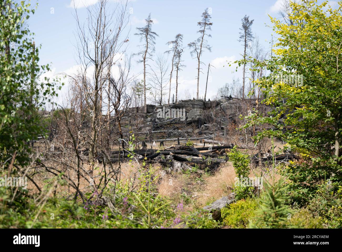 Schmilka, Germany. 17th July, 2023. View of forest fire areas in the ...