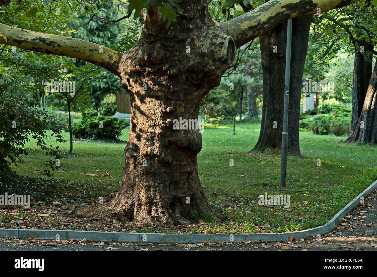 Sycamore tree trunk hi-res stock photography and images - Alamy