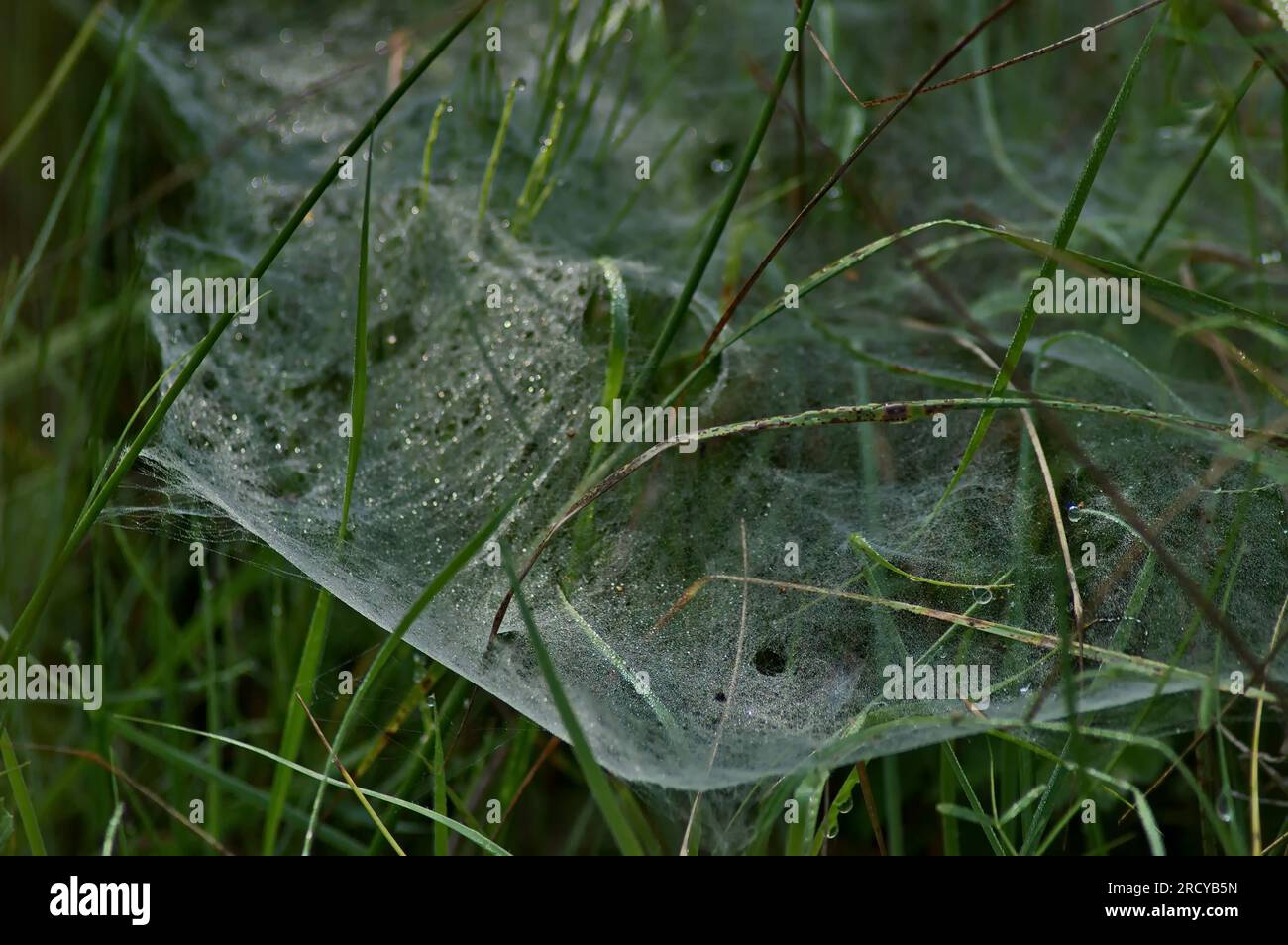 Cobweb on green grass in the park after falling morning dew, lit by sun ...