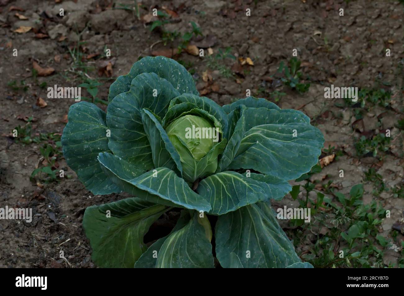 Big green cabbage with leaves in vegetable garden, Sofia, Bulgaria ...