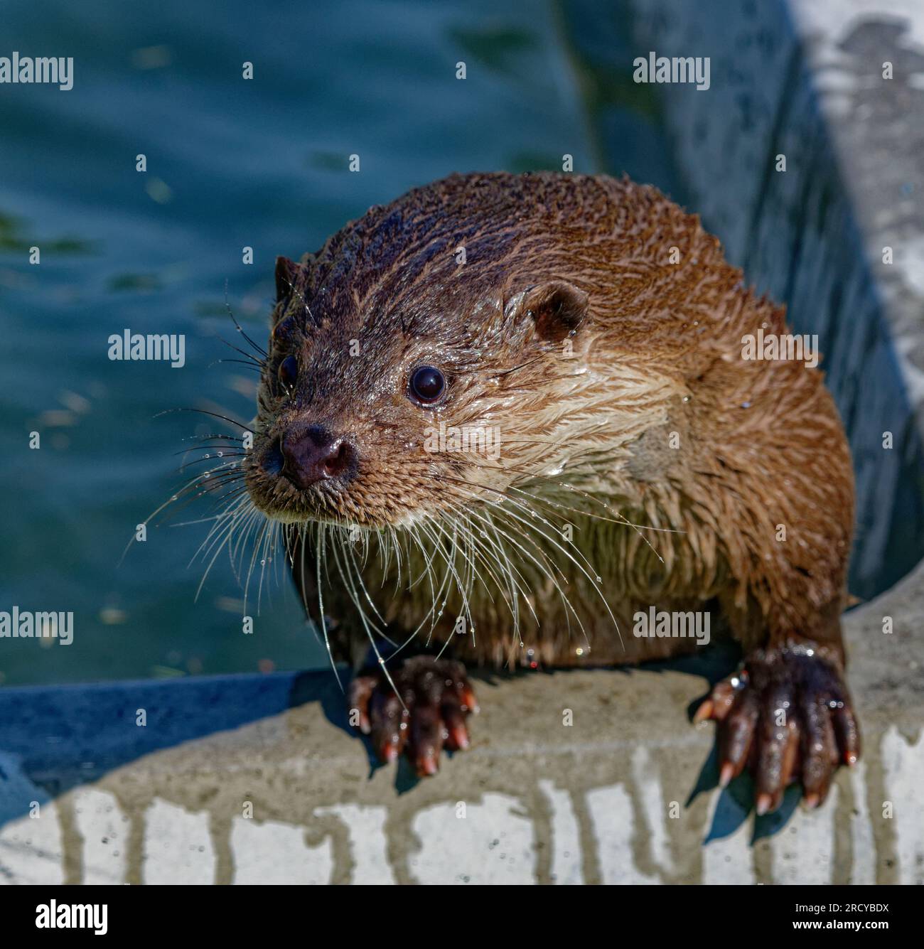 Eurasian Otter (Lutra lutra) Young otter with wet fur looking Stock ...