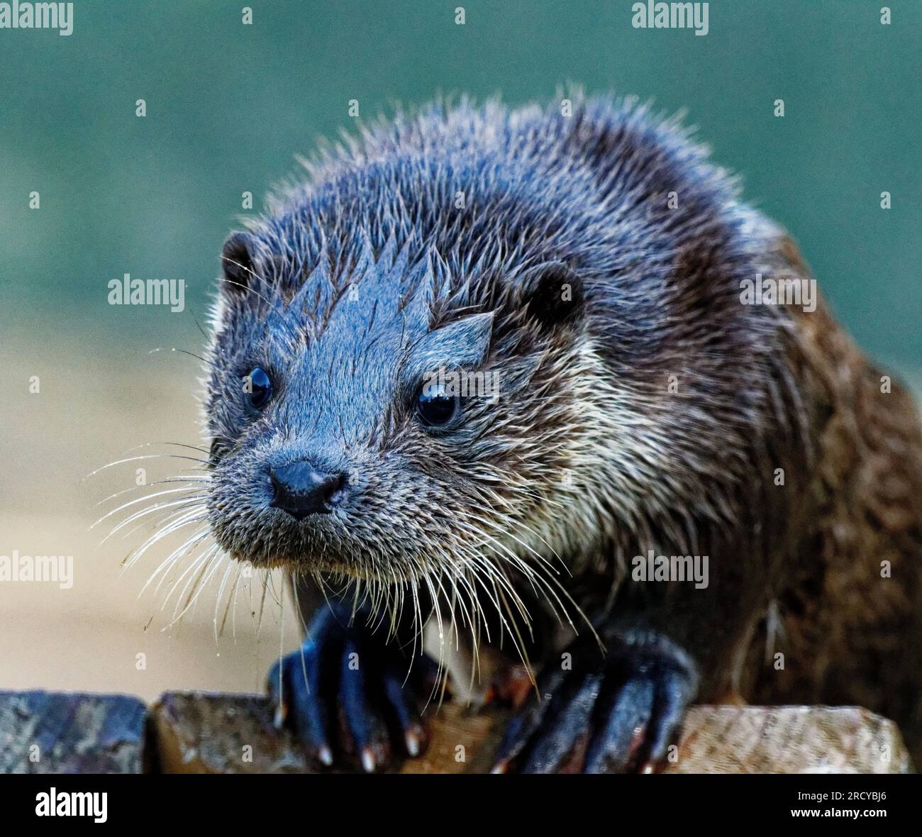 Eurasian Otter (Lutra lutra) Young otter with wet fur looking Stock ...