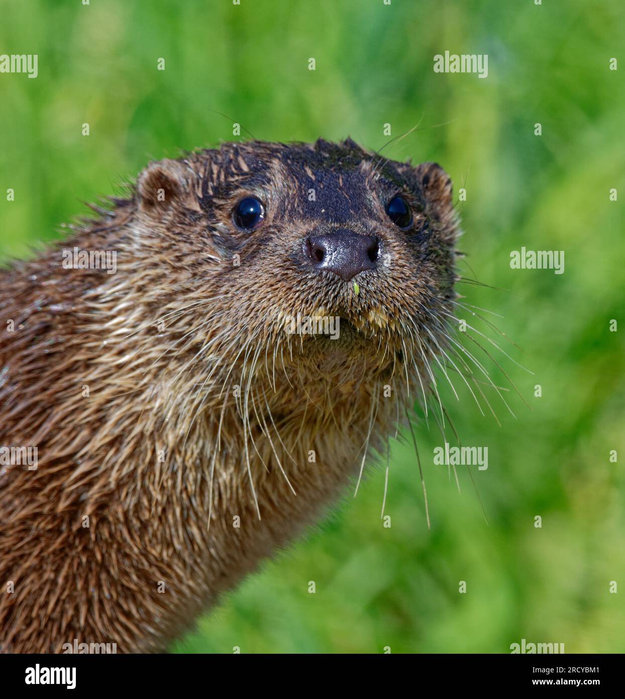 Eurasian Otter (Lutra lutra) Young otter with wet fur looking Stock ...