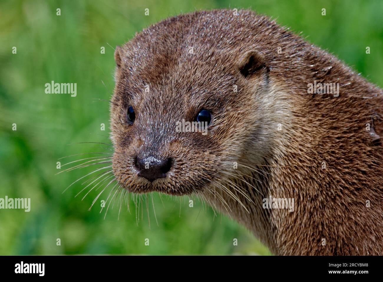 Eurasian Otter (Lutra lutra) Young otter outdoors with dry fur looking ...