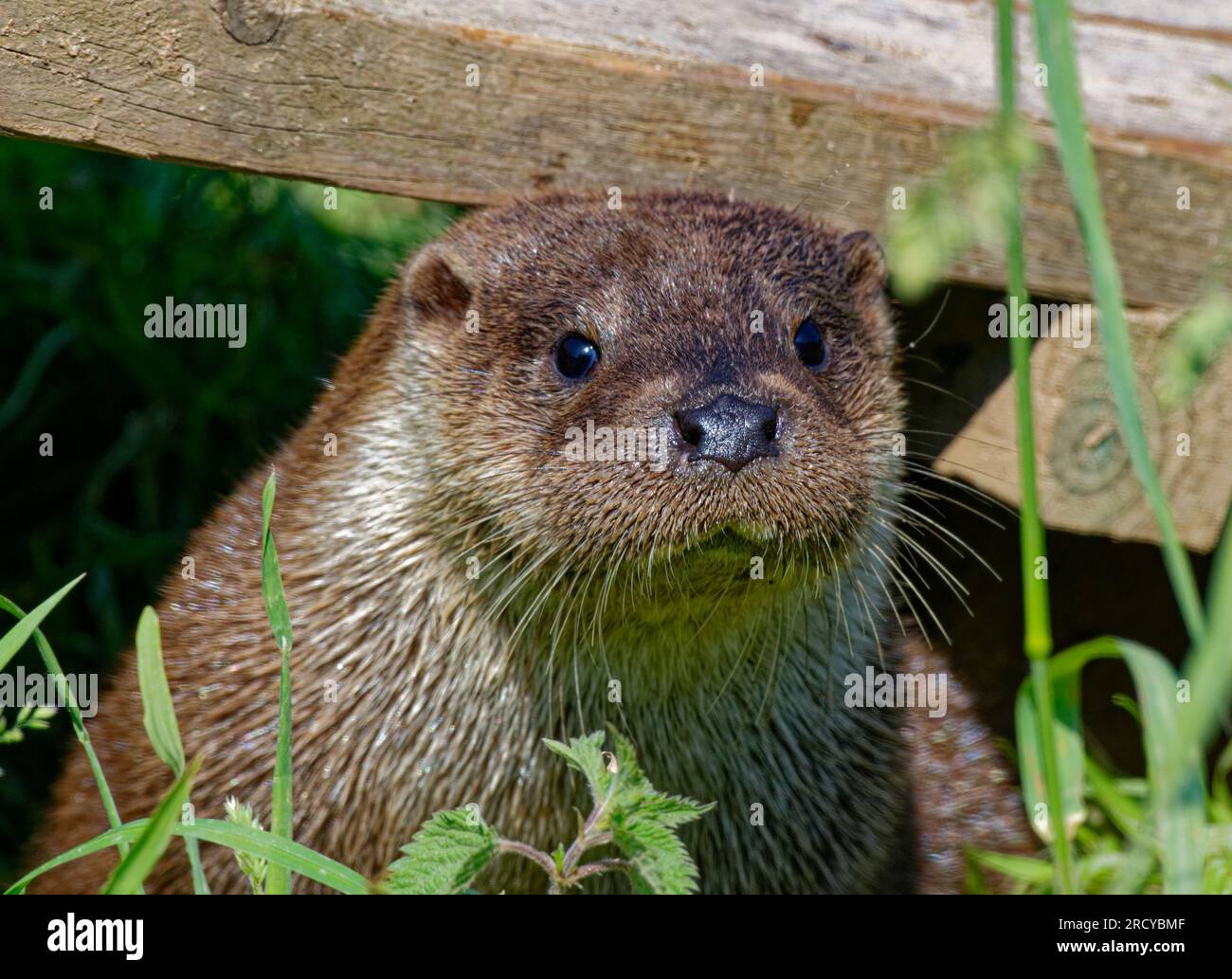 Eurasian Otter (Lutra lutra) Young otter outdoors with dry fur looking ...