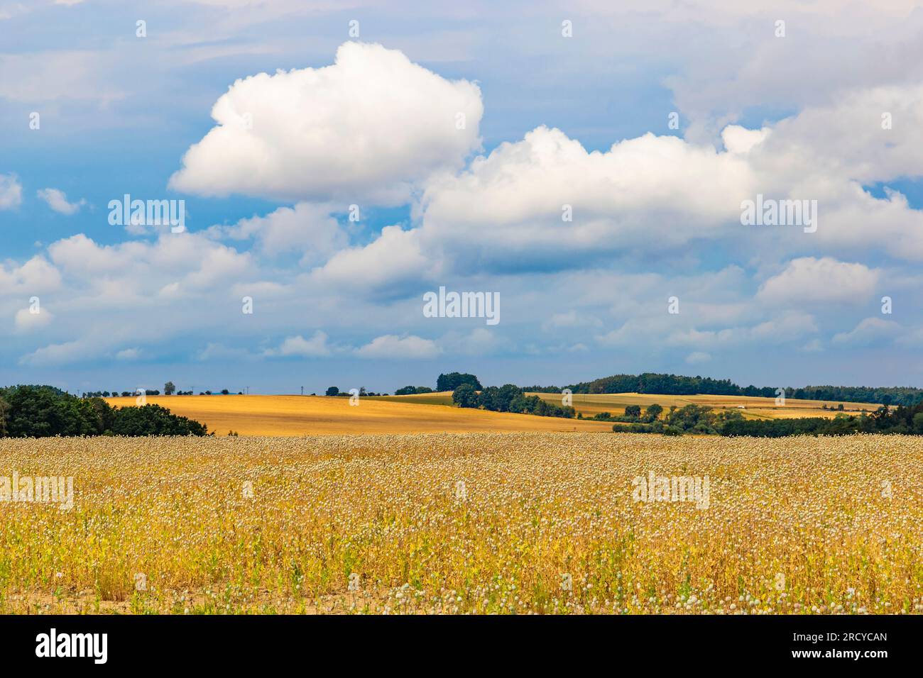 Poppy field on an agriculture farm Stock Photo - Alamy