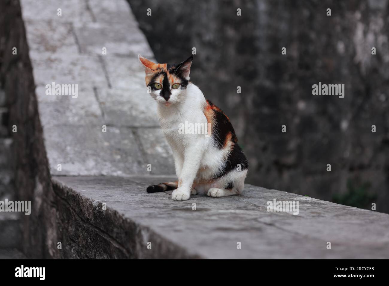 Cat sitting on the stone steps. Cat in the old town Stock Photo - Alamy