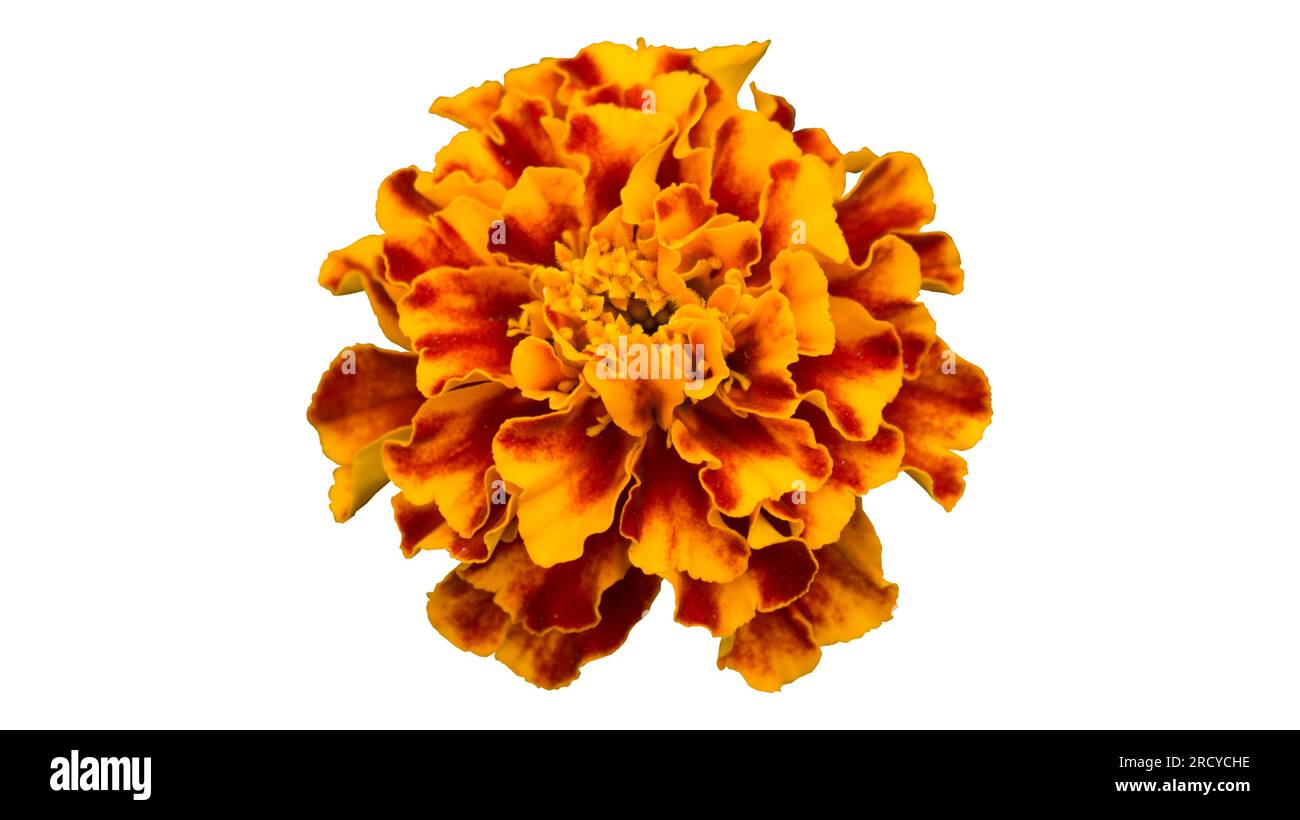 One French marigold orange and red flower isolated on white Stock Photo ...