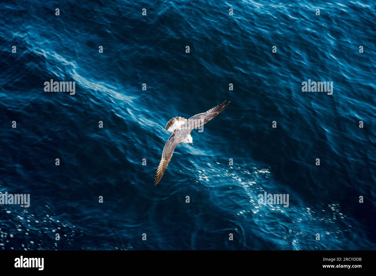 Seagull from the top hi-res stock photography and images - Alamy