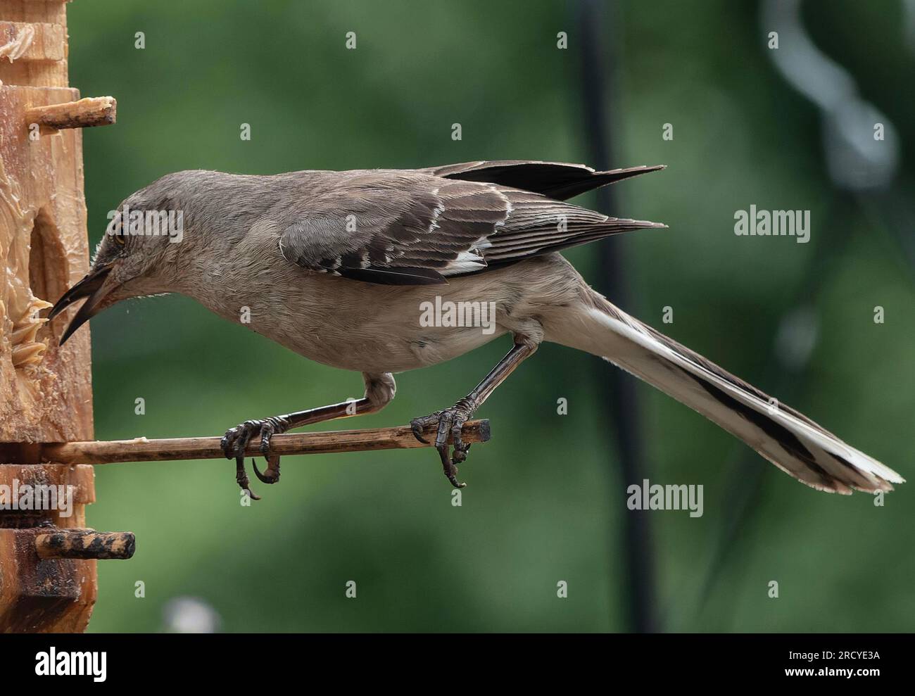 A Northern Mockingbird feeds from a peanut butter bird feeder Stock ...