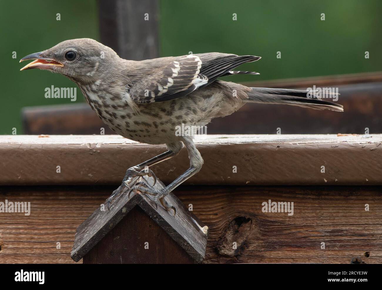 A Northern Mockingbird feeds from a peanut butter bird feeder Stock ...
