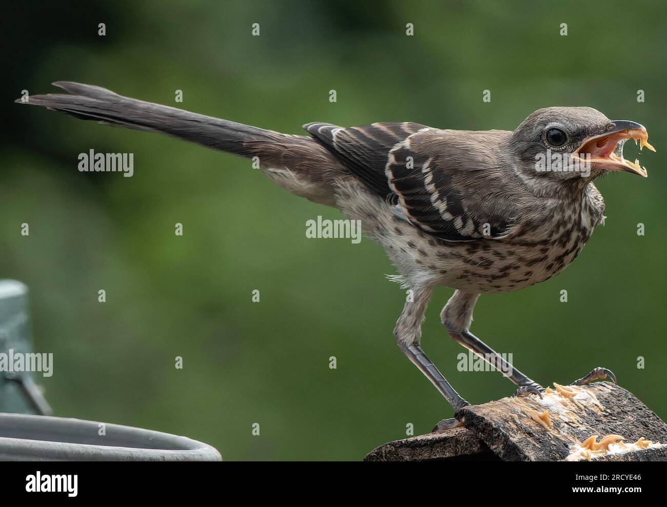 A Northern Mockingbird feeds from a peanut butter bird feeder Stock ...