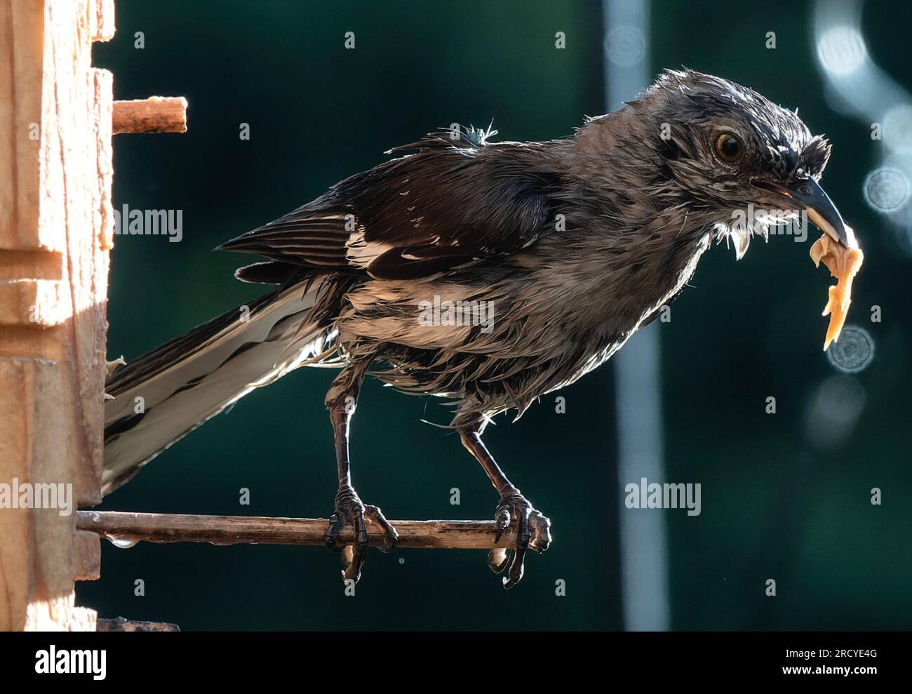 A Northern Mockingbird feeds from a peanut butter bird feeder Stock ...