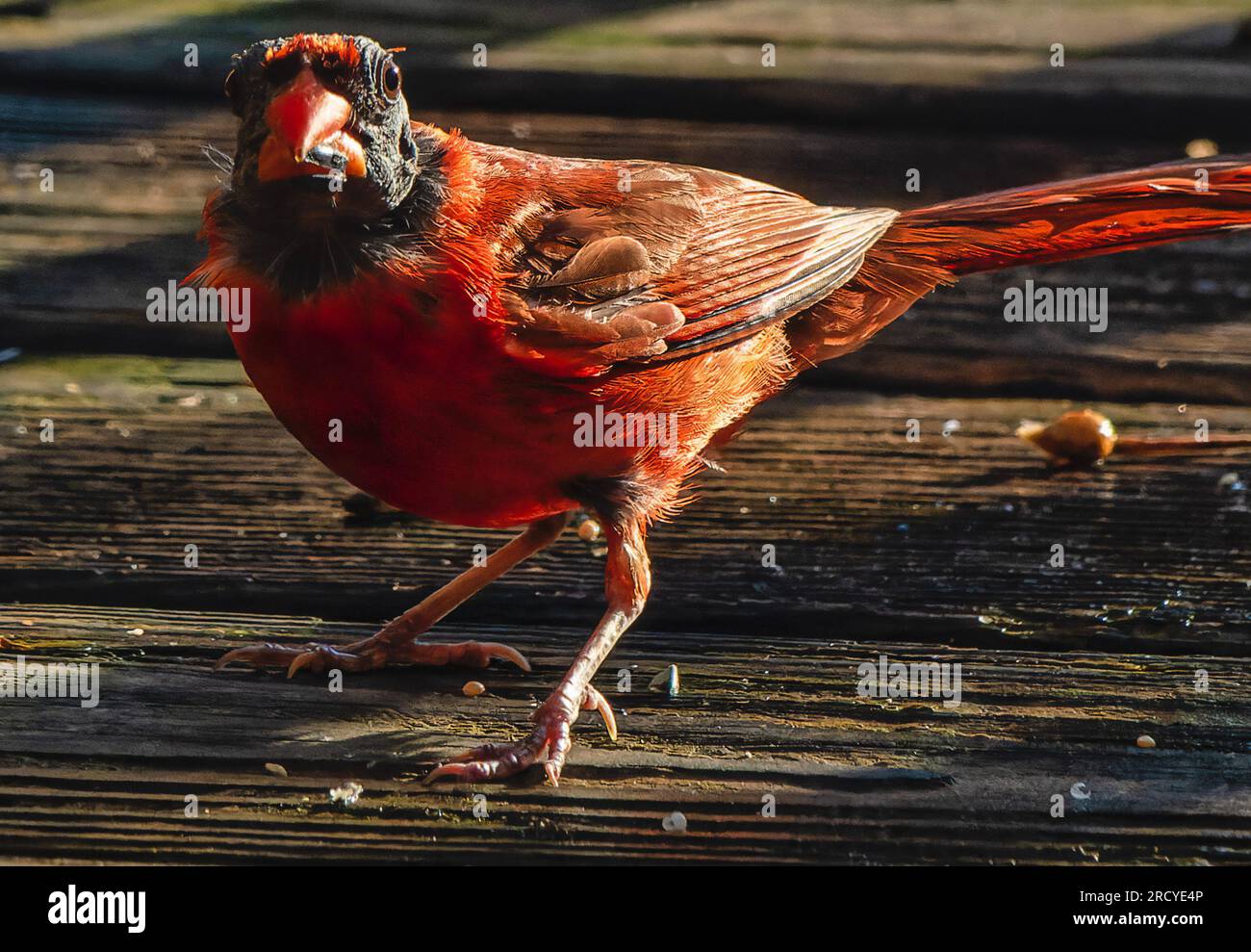 Molting cardinal hi-res stock photography and images - Alamy