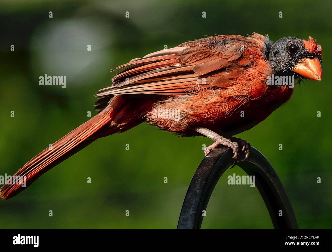 A molting Northern Cardinal on the deck Stock Photo - Alamy