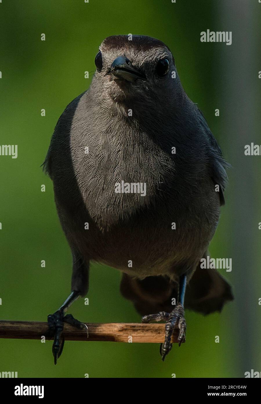Catbird perches hi-res stock photography and images - Alamy