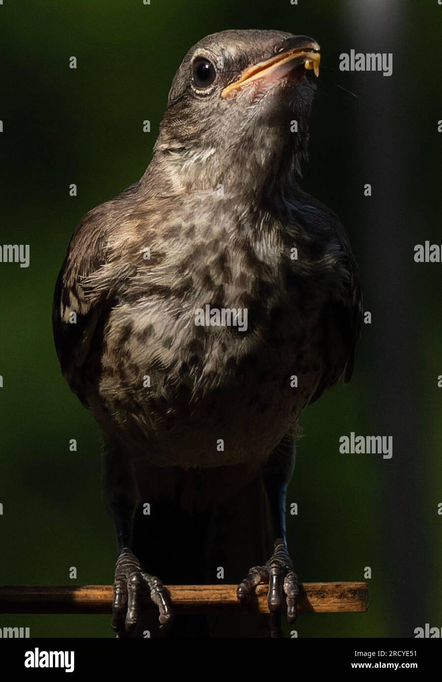 A Northern Mockingbird feeds from a peanut butter bird feeder Stock ...