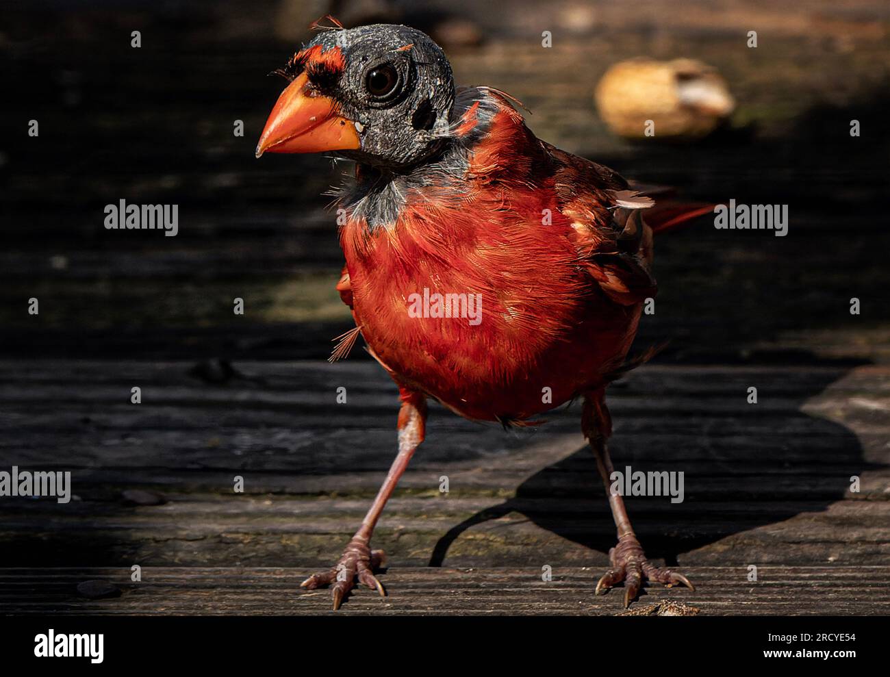 A molting Northern Cardinal on the deck Stock Photo - Alamy