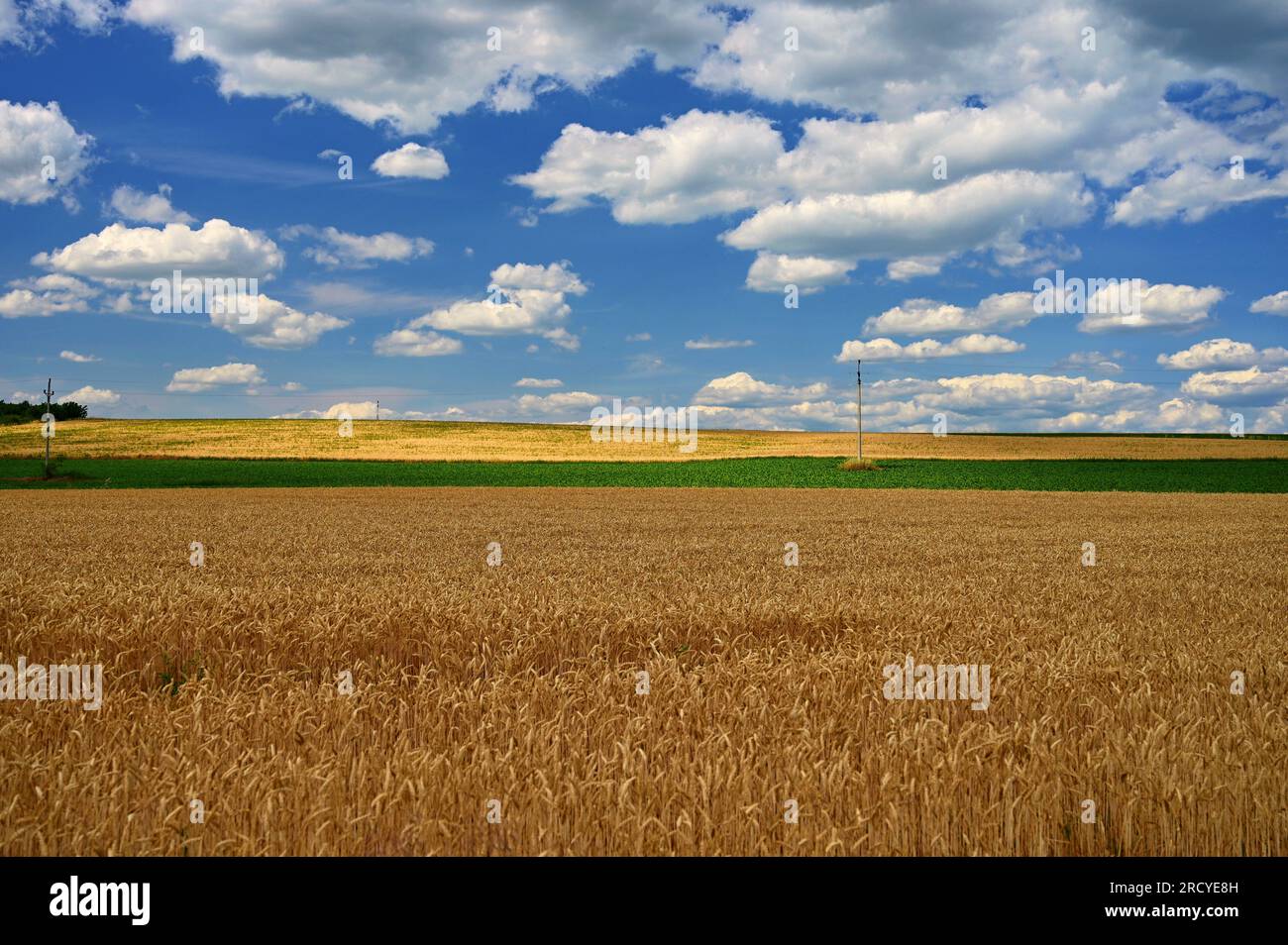 A ripe field of grain ready for harvest and reaping. Beautiful summer ...