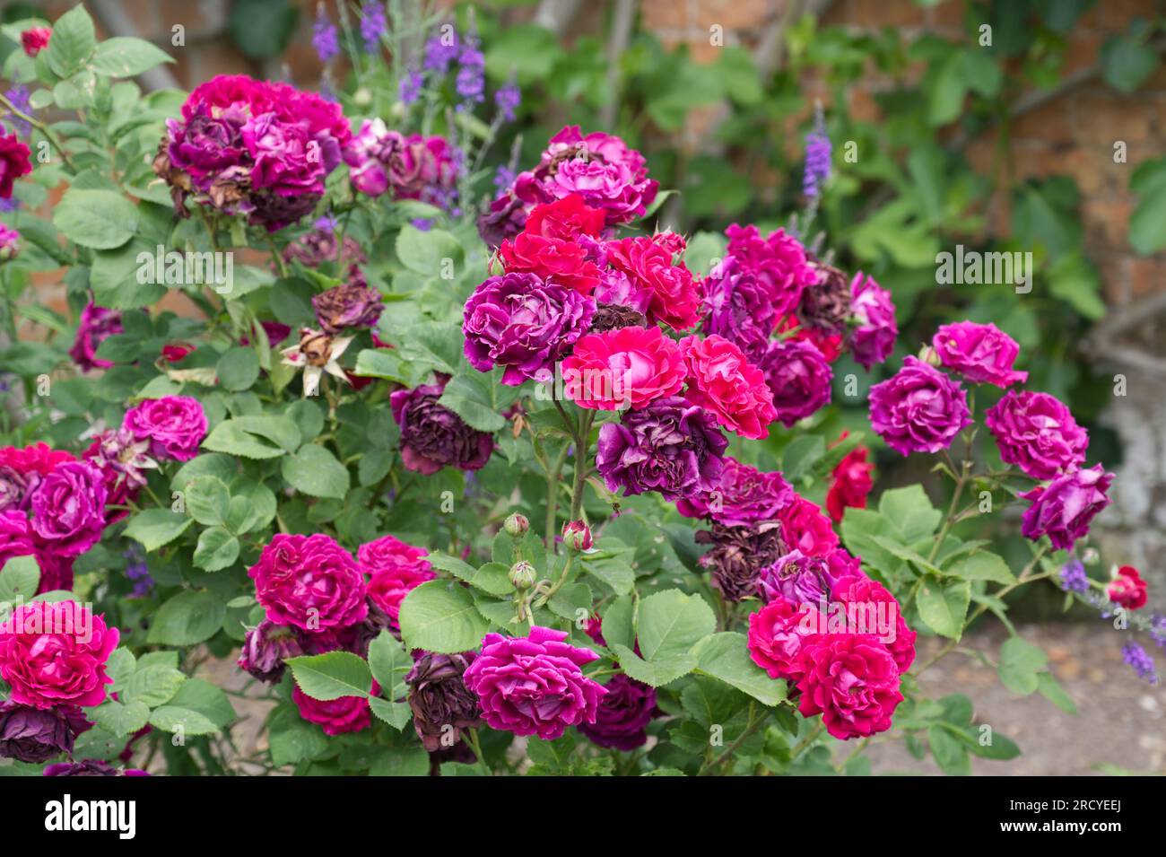 Rosa eugene furst hi-res stock photography and images - Alamy