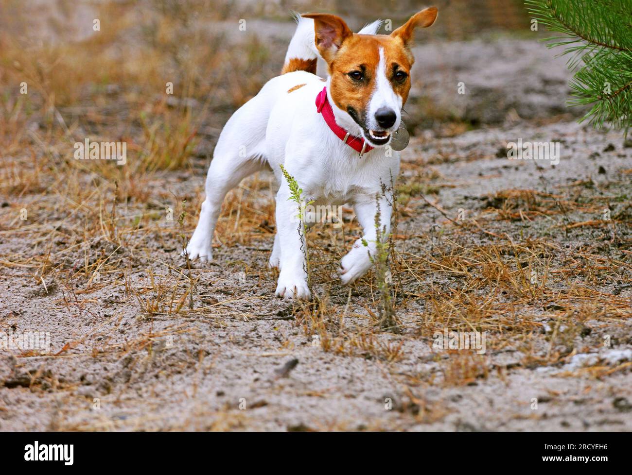 Jack Russell Terrier runs forward against the sun on a forest path ...