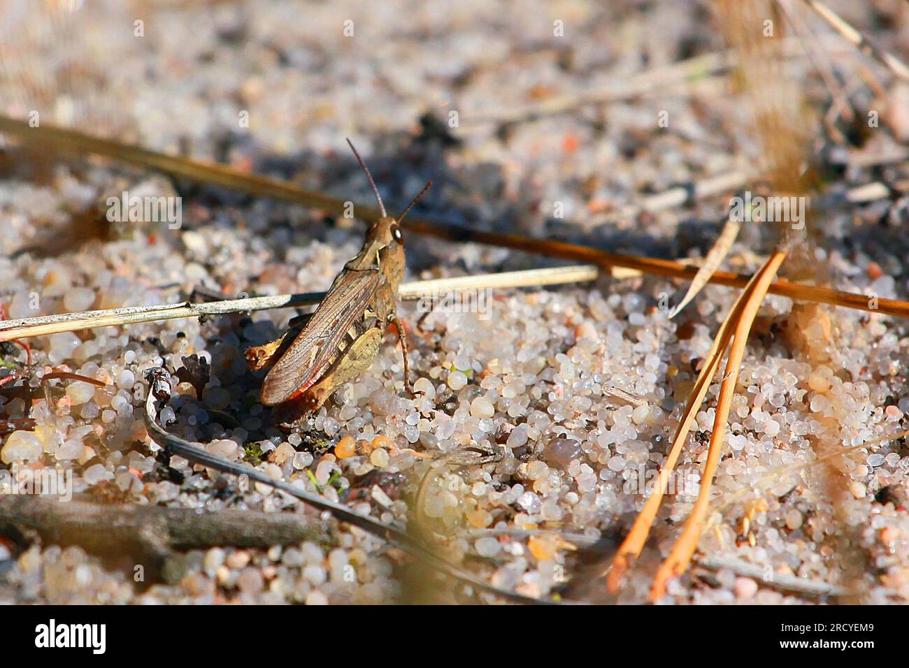 grasshopper on the sand in the forest, natural background, wildlife ...