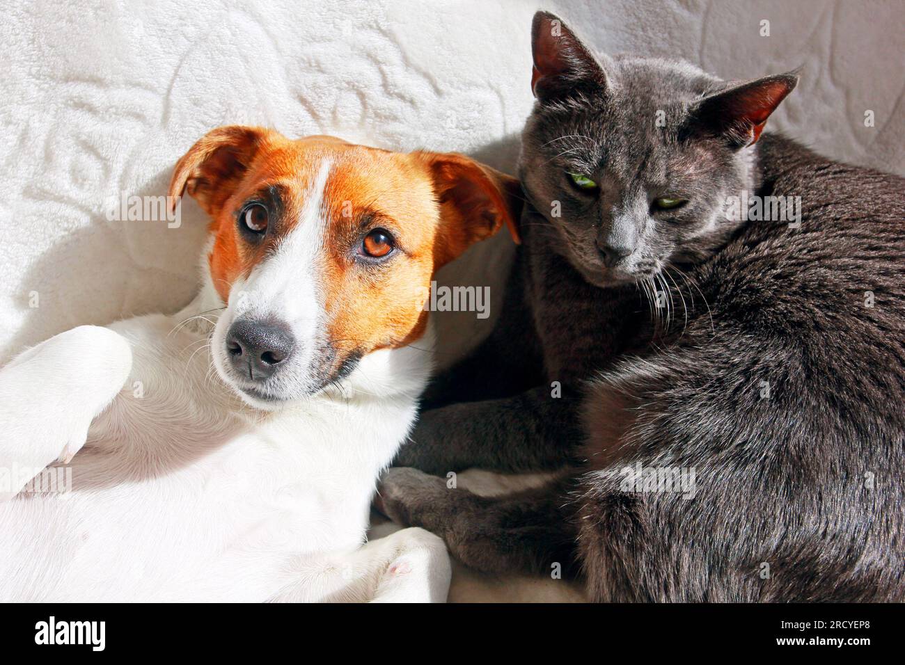 portrait of jack russell terrier with gray cat on white blanket Stock ...