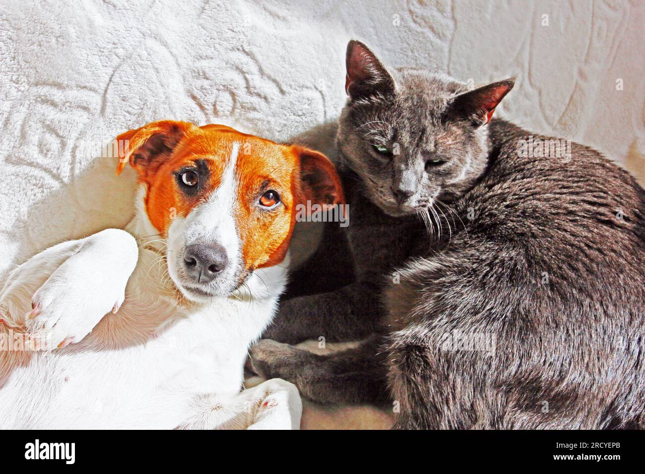 Jack russell and burmese cat hi-res stock photography and images - Alamy