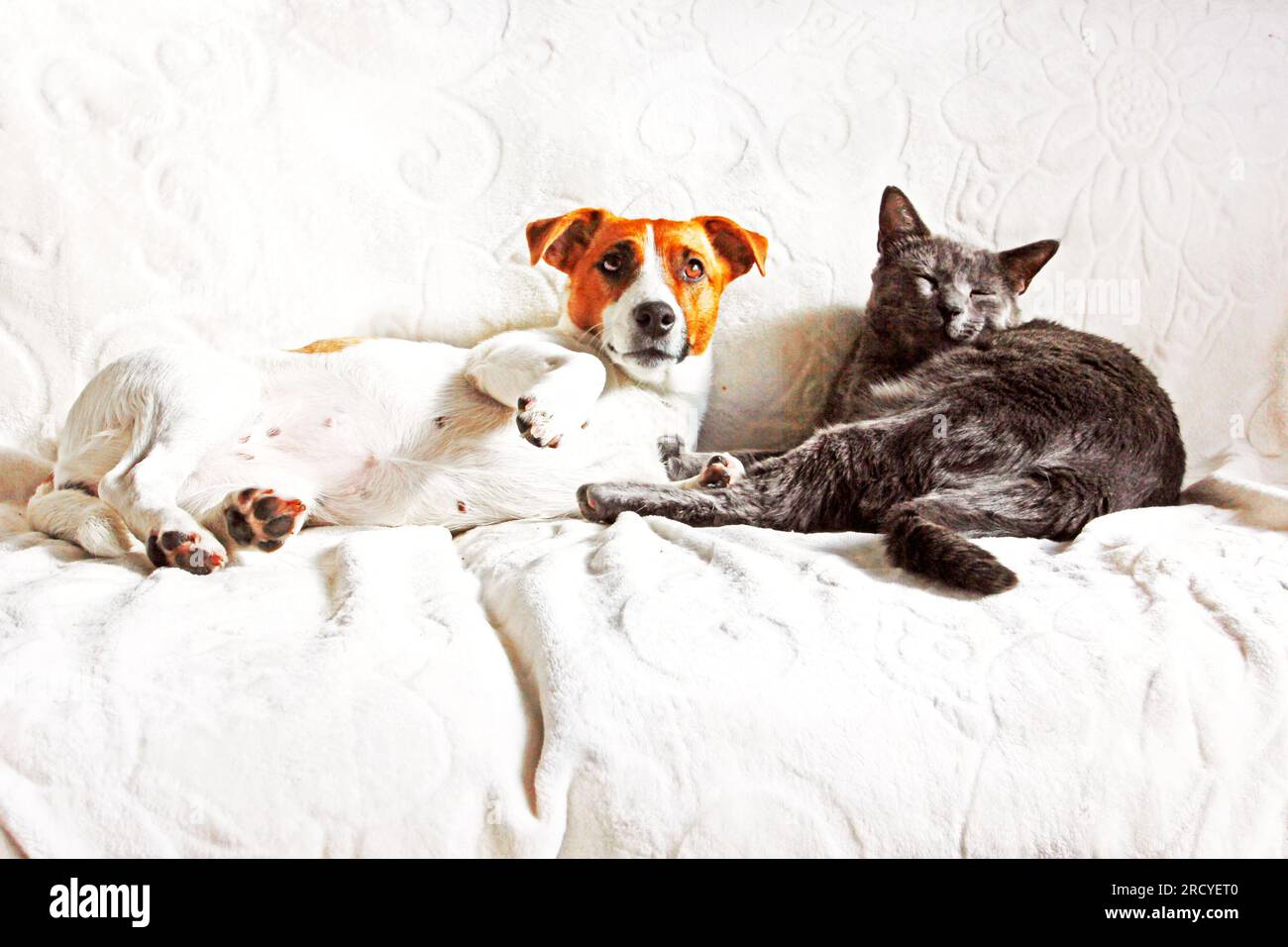 Jack Russell Terrier with a gray cat basking on the couch resting, pets ...