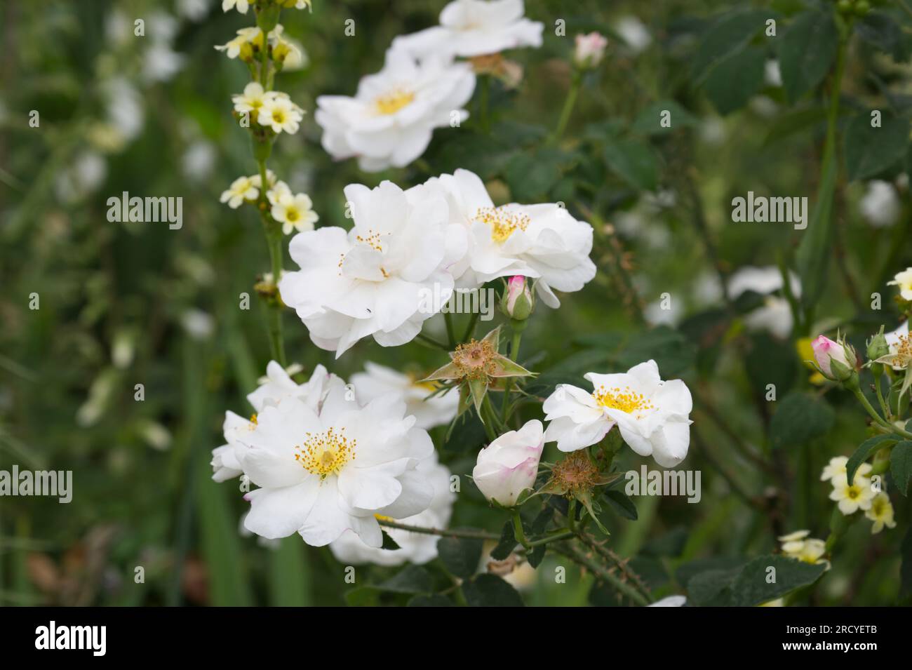 Open white summer rose flowers of Rosa Hebe's Lip in UK garden June ...