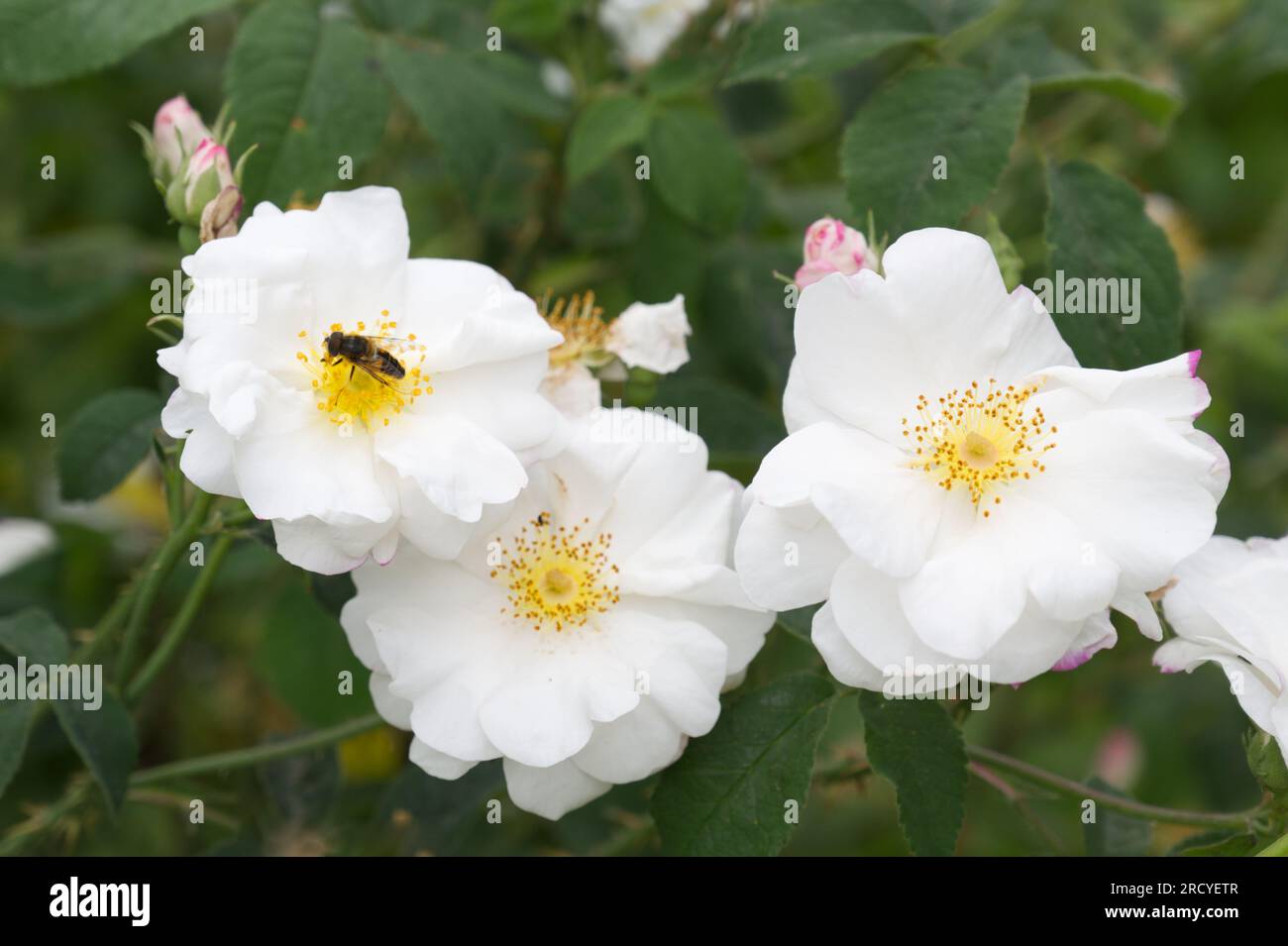 Rosa hebes lip hi-res stock photography and images - Alamy