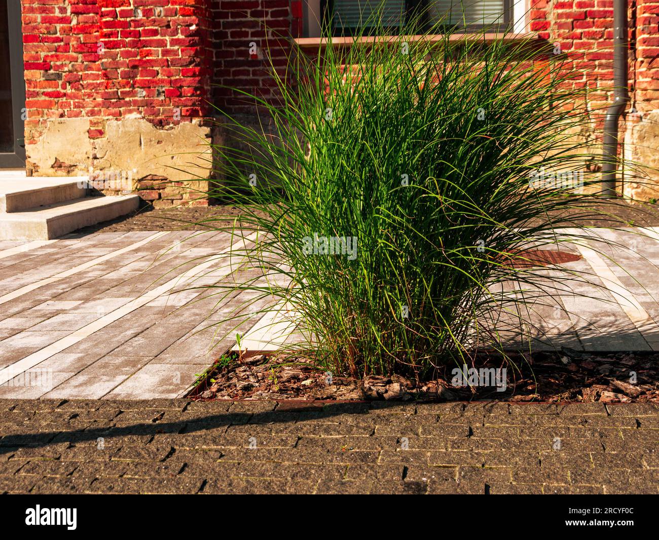 Chinese silver grass Miscanthus sinensis grows flowerbed modern loft ...