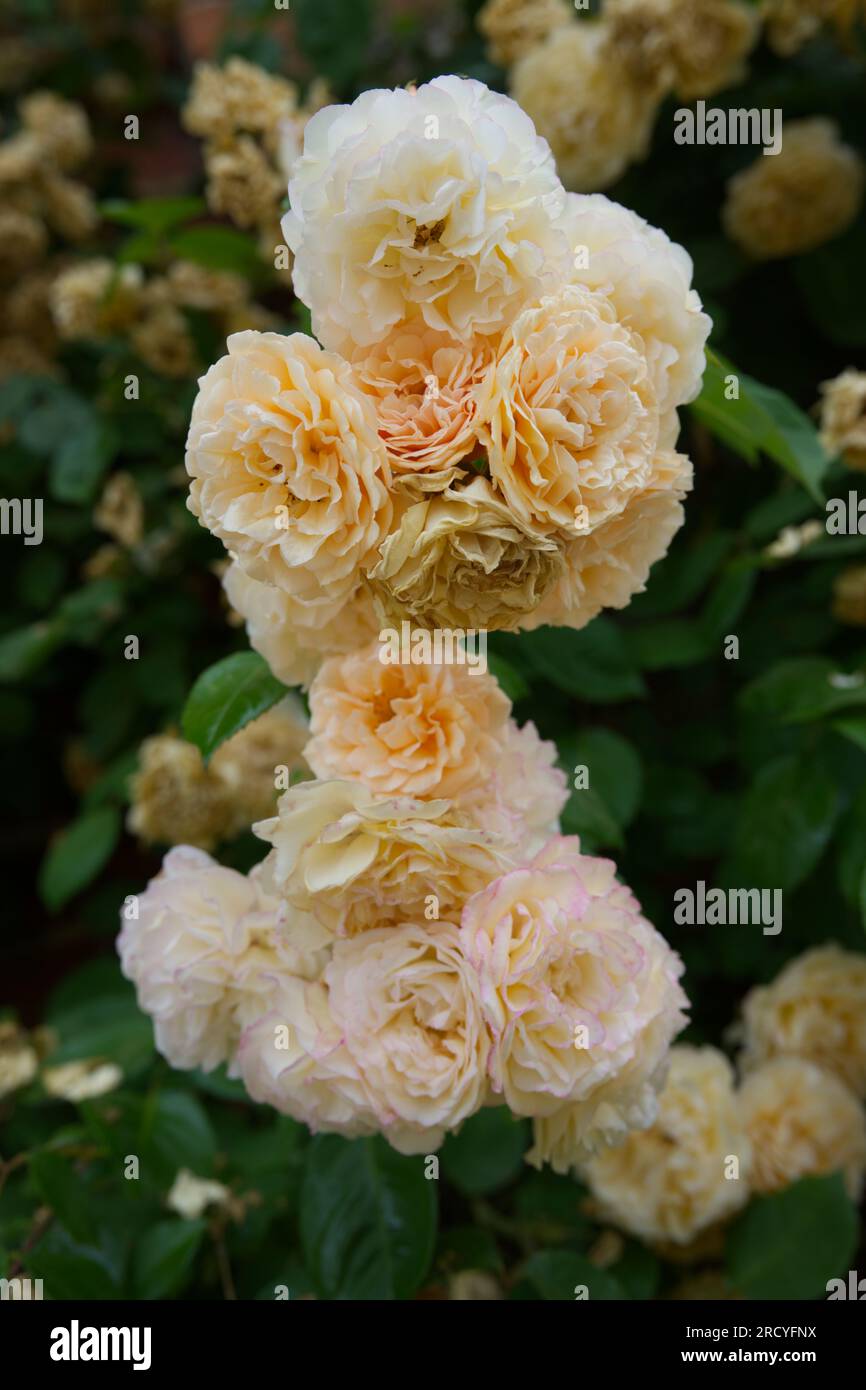 Apricot roses hi-res stock photography and images - Alamy