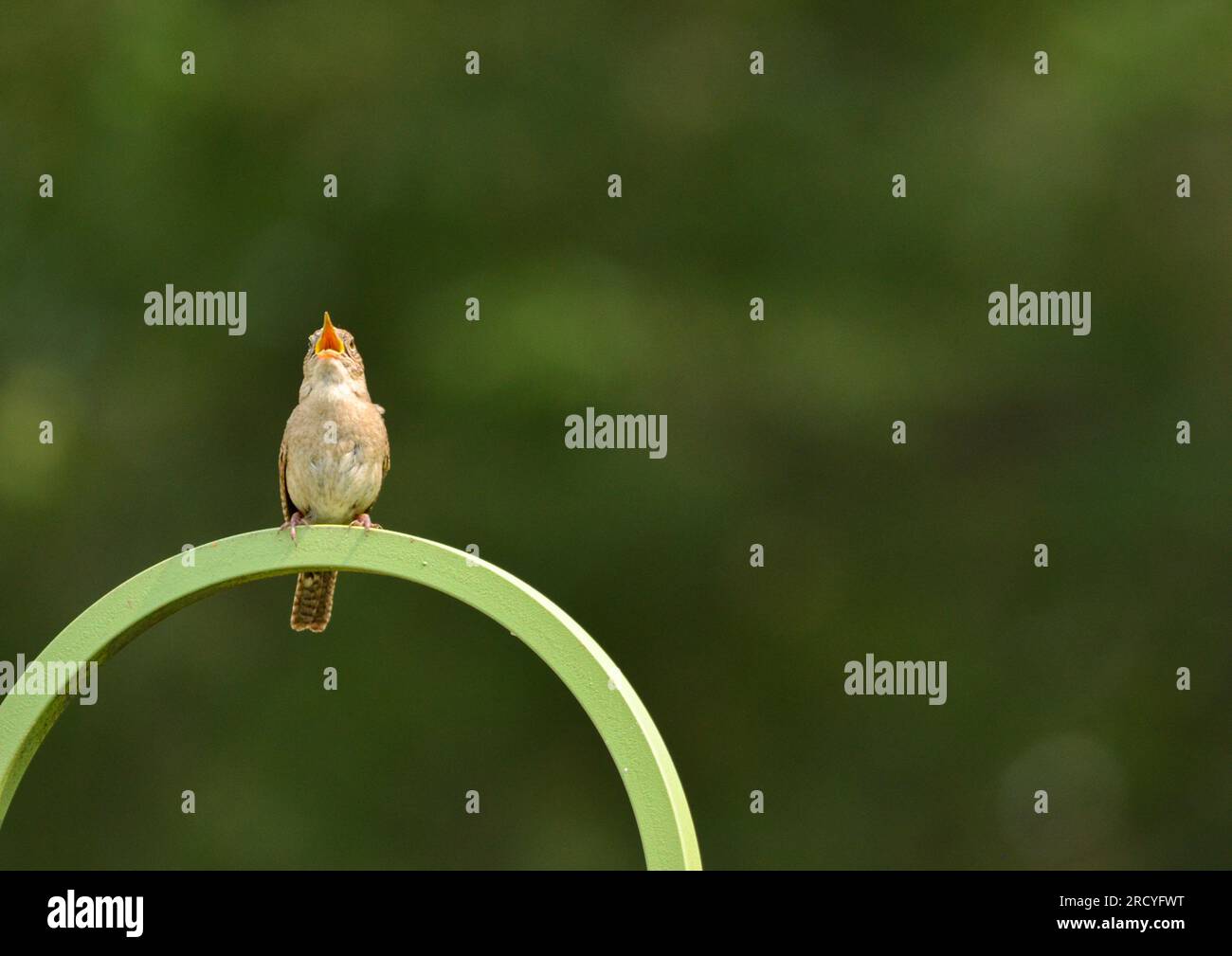 Birdie song hi-res stock photography and images - Alamy