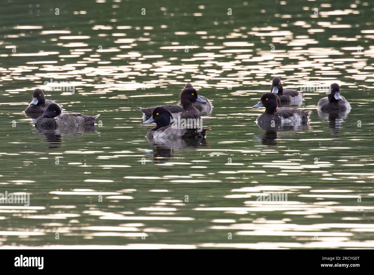 Tufted duck eclipse hi-res stock photography and images - Alamy