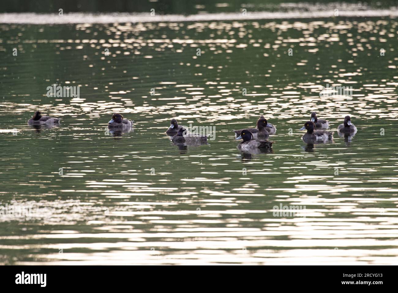 Tufted duck eclipse hi-res stock photography and images - Alamy