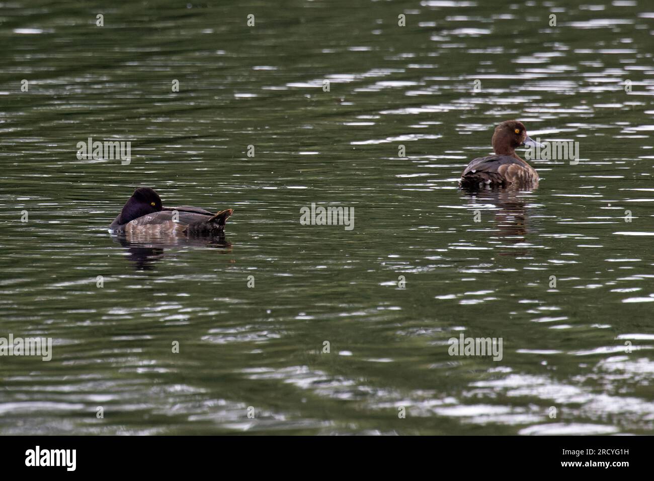 Tufted duck eclipse hi-res stock photography and images - Alamy