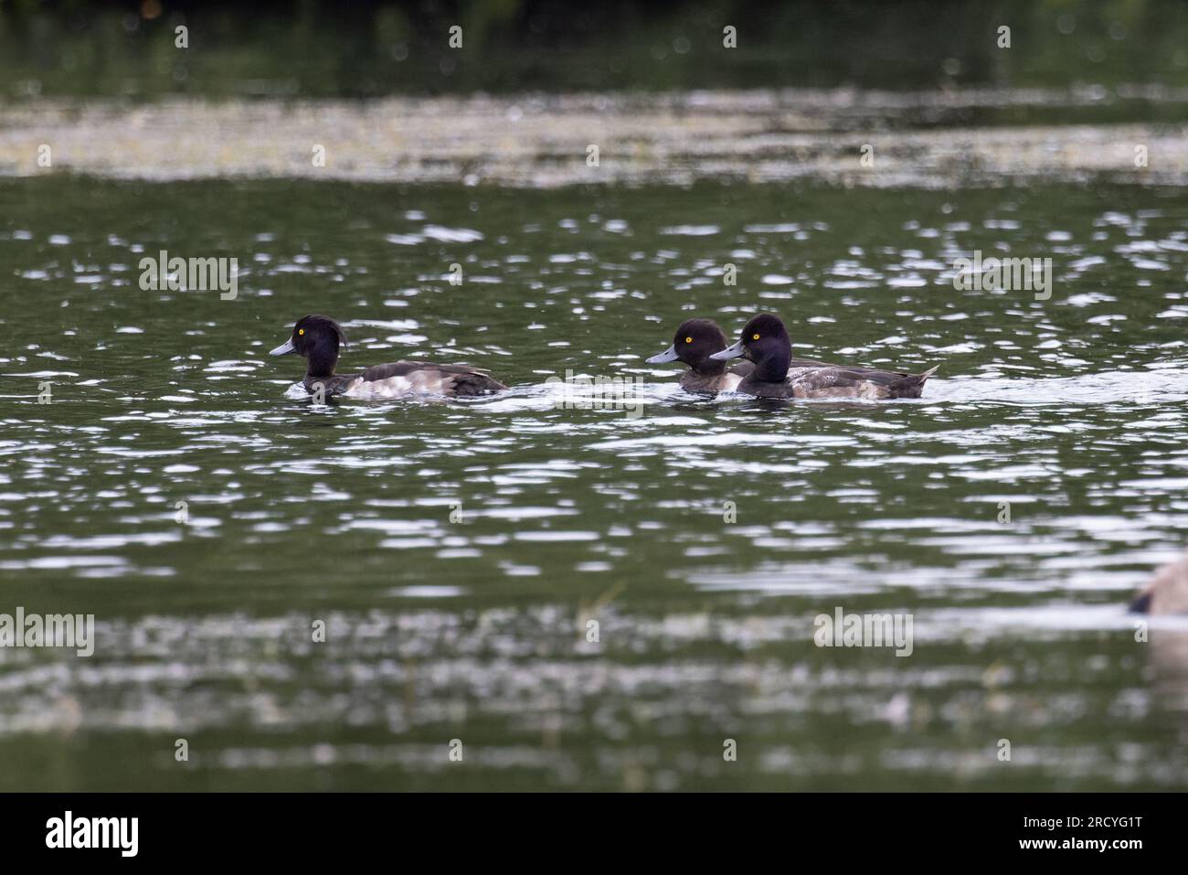 Tufted duck eclipse hi-res stock photography and images - Alamy