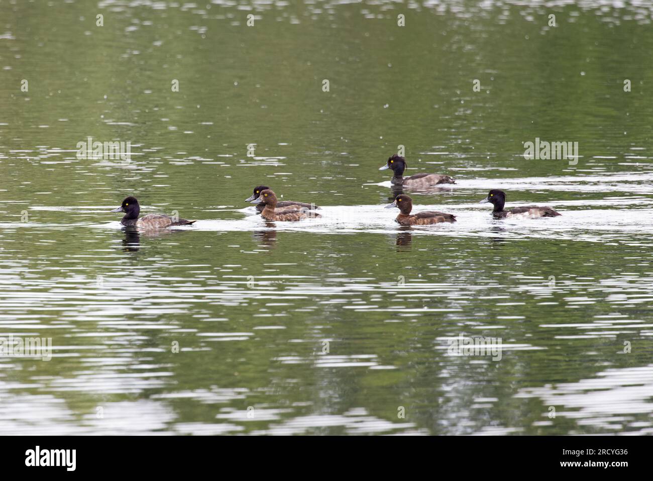 Tufted duck eclipse hi-res stock photography and images - Alamy