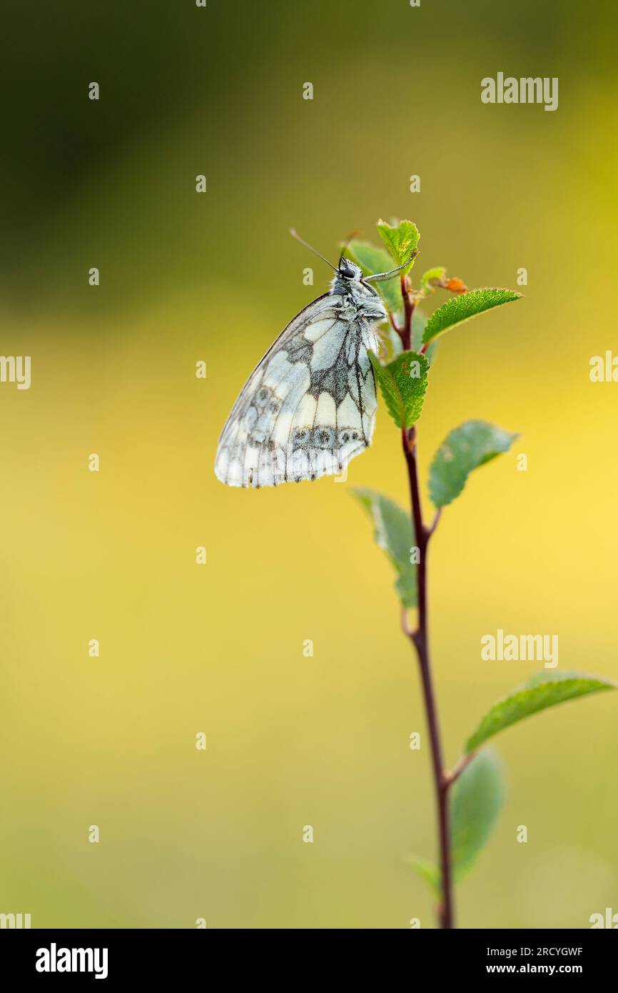Marbled White butterfly with wings folded on a branch with green leaves ...