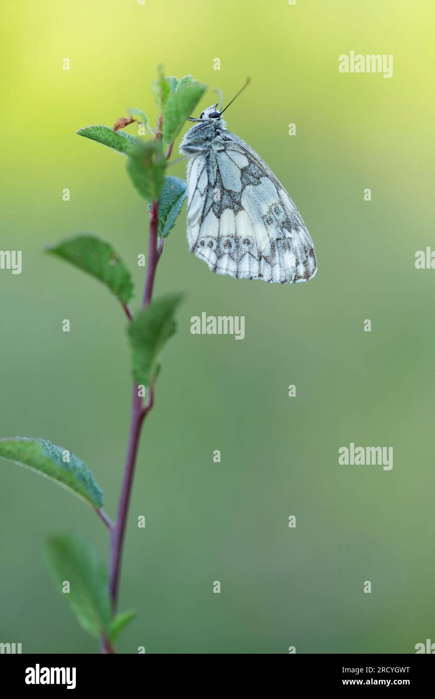 Marbled White butterfly with wings folded on a branch with green leaves ...