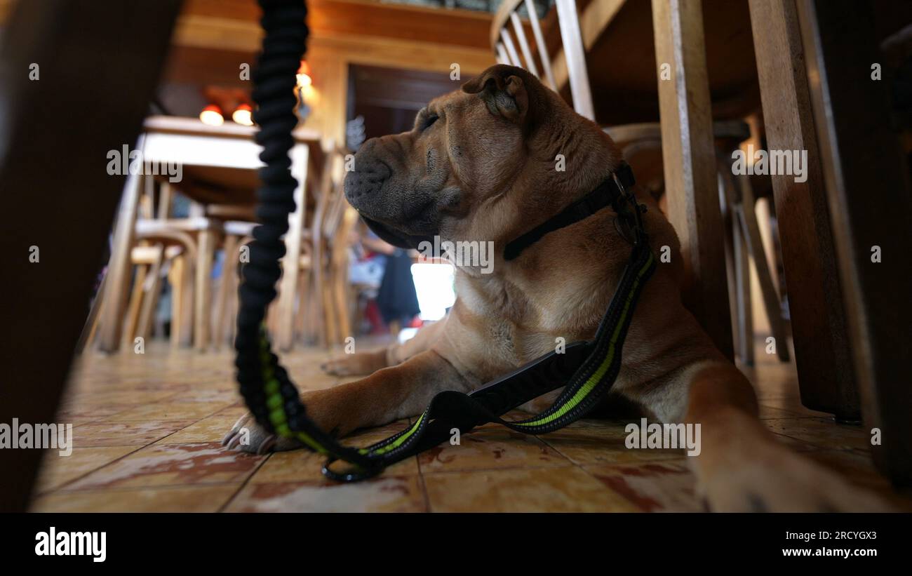 Dog pet sitting on restaurant hi-res stock photography and images - Alamy