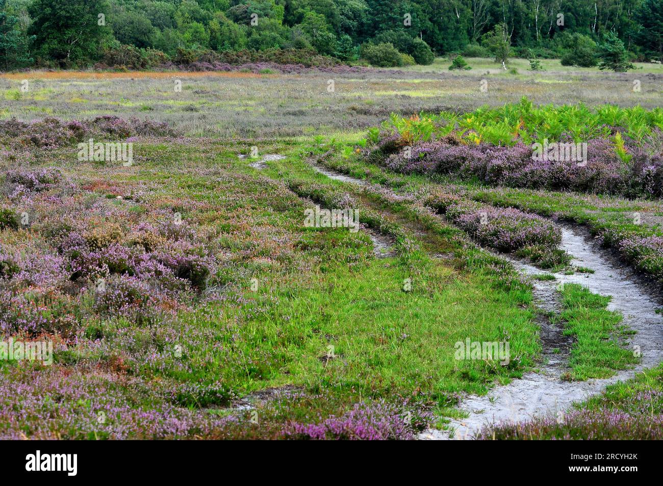 Holt Heath National Nature Reserve near Wimborne Minster in east Dorset ...
