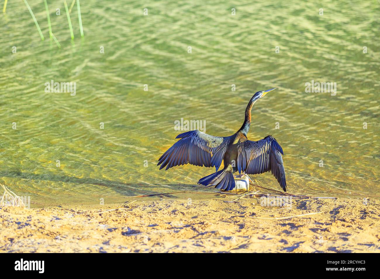 Australian darter drying its wings on shores of Glen Helen Gorge at ...