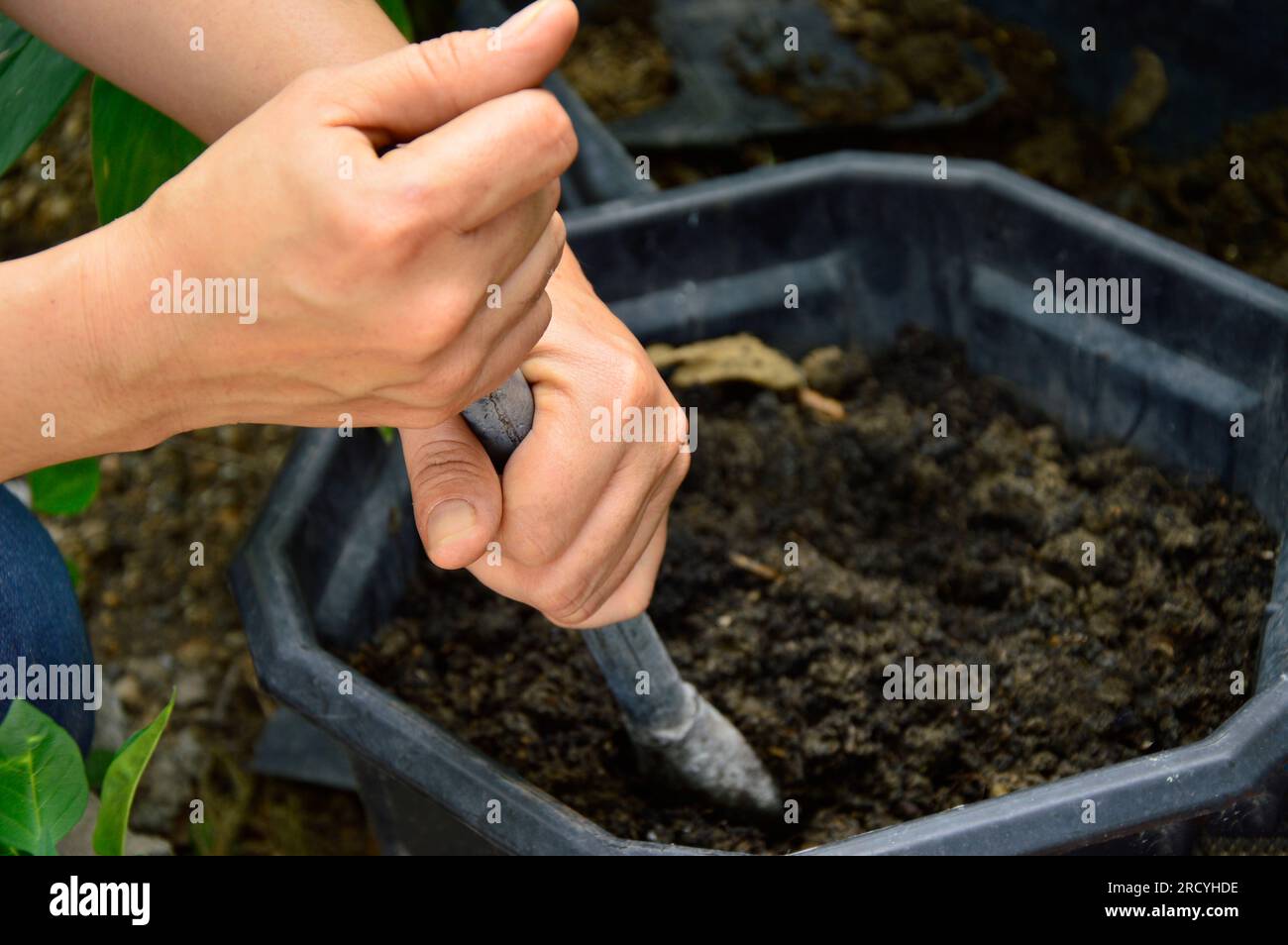 Farmers shovel the soil and prepare the soil for planting Stock Photo ...